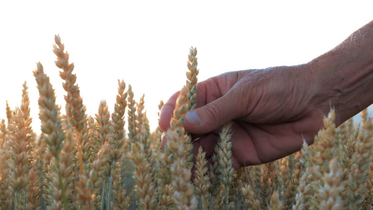 The Top 6 Issues Facing Sustainable Agriculture Today - My Good Planet